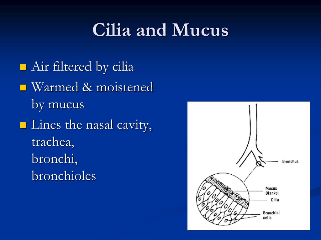 PPT - Respiratory System Witty/Woods PCB Biology PowerPoint ...