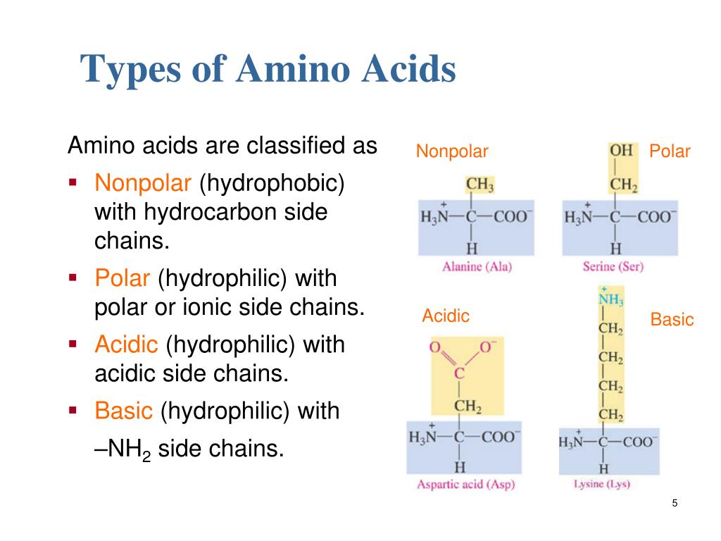 Amino Acid Concept Map