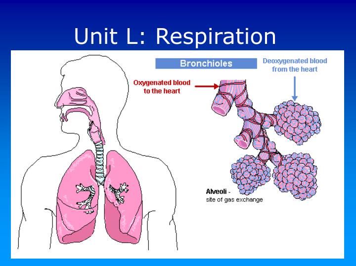 PPT - Unit L: Respiration PowerPoint Presentation, free download - ID ...