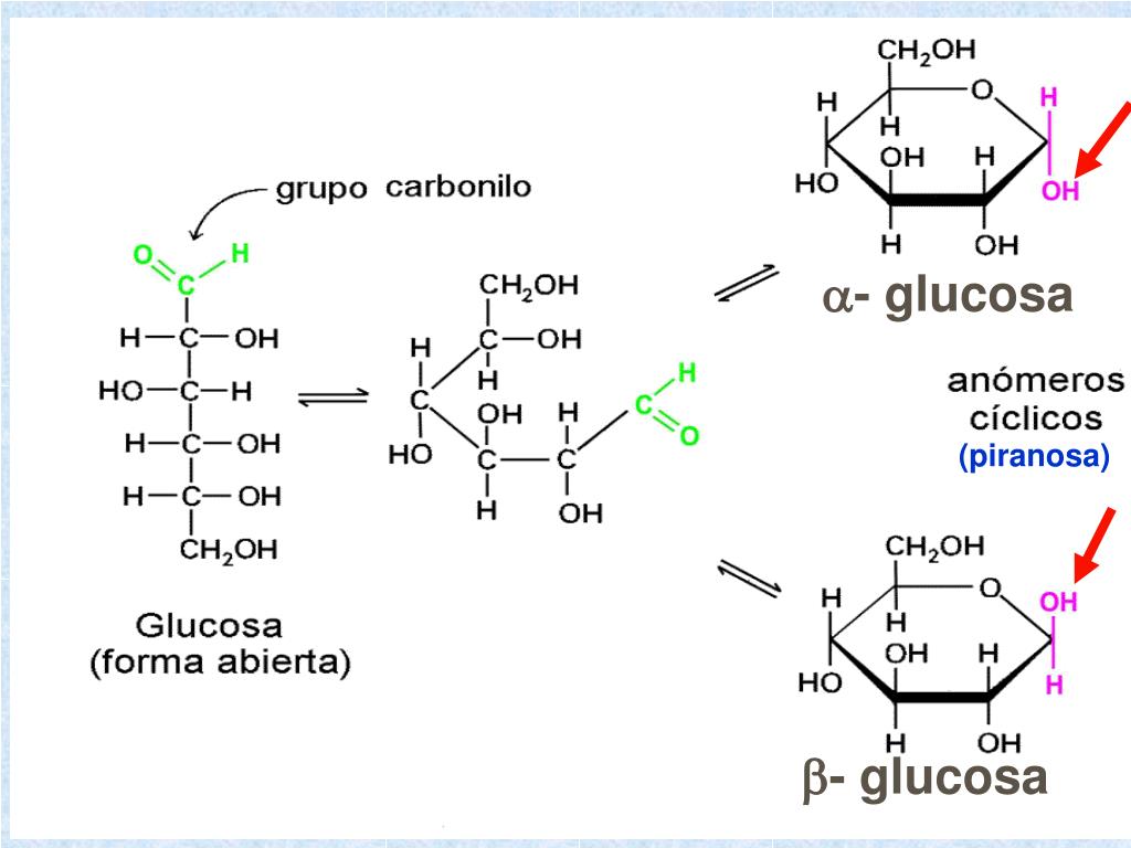 PPT - Azúcares, Glúcidos, Carbohidratos o Hidratos de Carbono ...