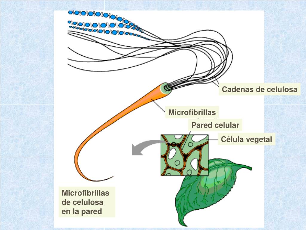 PPT - Azúcares, Glúcidos, Carbohidratos o Hidratos de Carbono ...