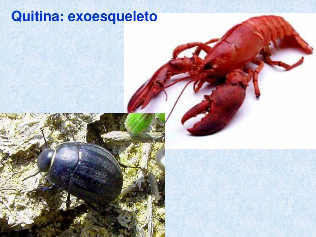 PPT - Azúcares, Glúcidos, Carbohidratos o Hidratos de Carbono ...