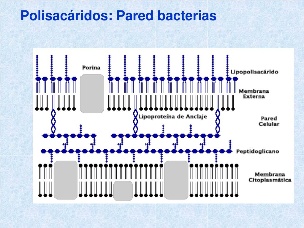 PPT - Azúcares, Glúcidos, Carbohidratos o Hidratos de Carbono ...