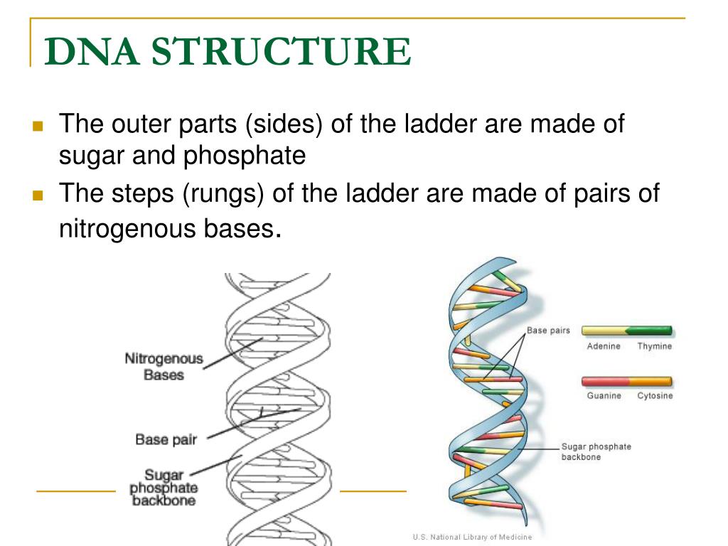 PPT - DNA: THE ALAPHABET OF LIFE PowerPoint Presentation, free download ...