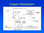PPT - Metabolic Liver Disease PowerPoint Presentation - ID:3572883