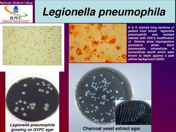 PPT - بسم الله الرحمن الرحيم PowerPoint Presentation - ID:3574044