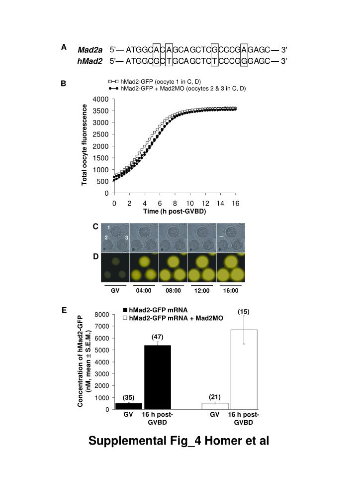 PPT - Total oocyte fluorescence PowerPoint Presentation, free download ...