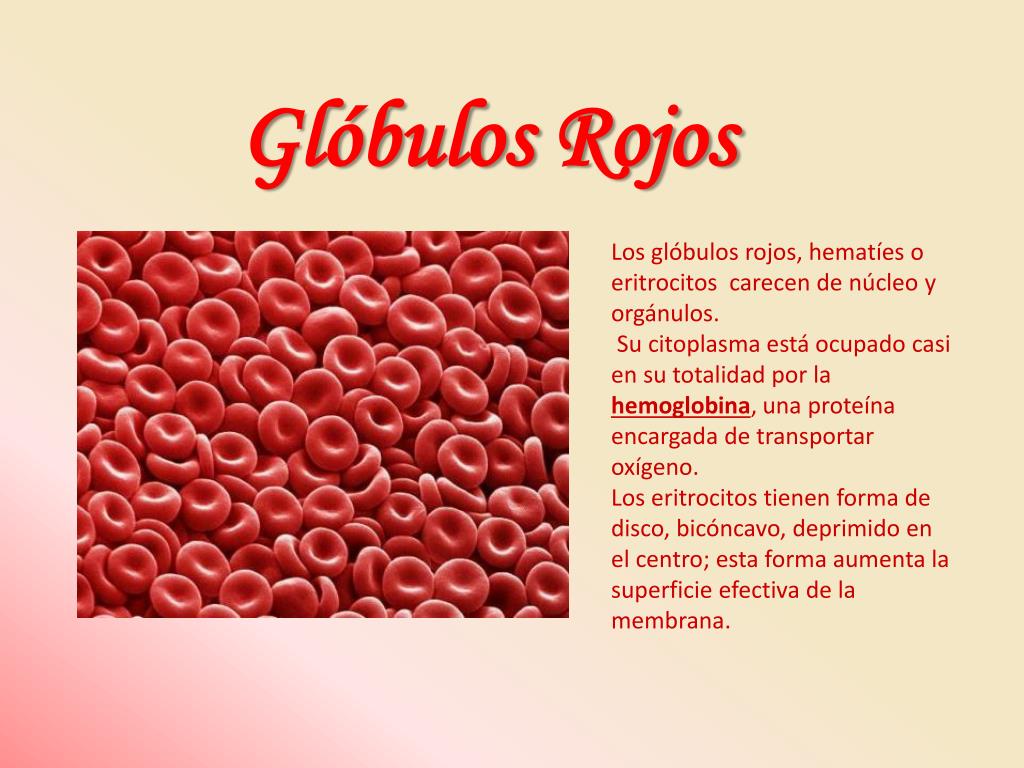 PPT - Química de la sangre I) glóbulos rojos PowerPoint Presentation ...