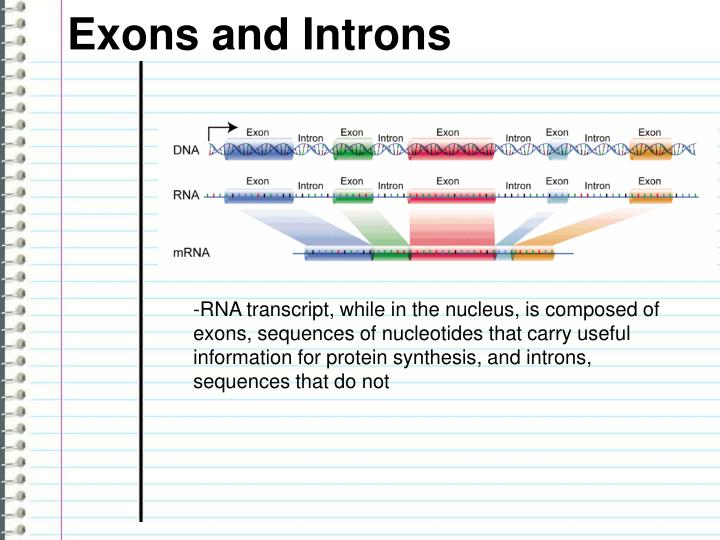 PPT - Exons and Introns PowerPoint Presentation, free download - ID:3575902
