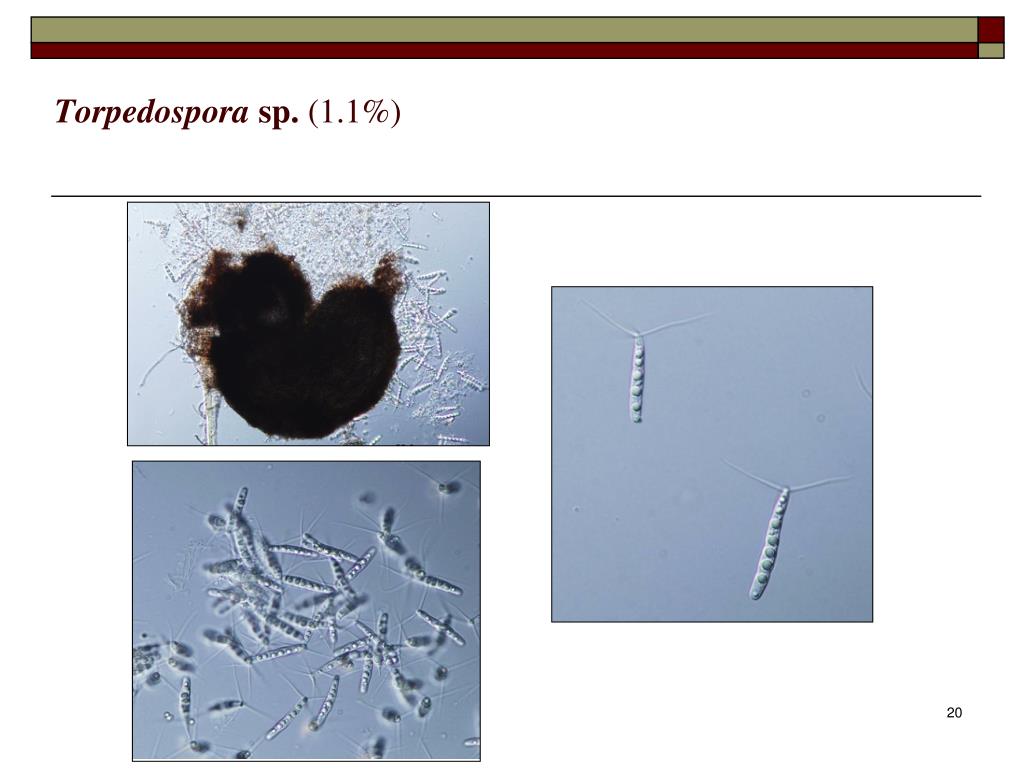 PPT - Lignicolous fungi on bait woods from shrimp ponds in Chanthaburi ...