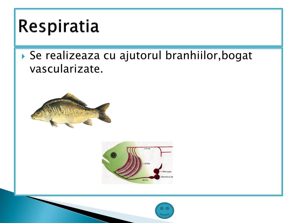PPT - Vertebrate- Pestele de apa dulce PowerPoint Presentation, free ...