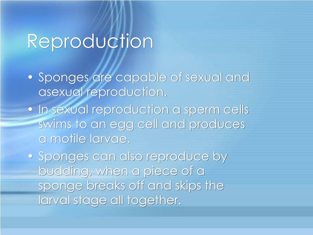 PPT - The Kingdom Animalia PowerPoint Presentation, free download - ID ...