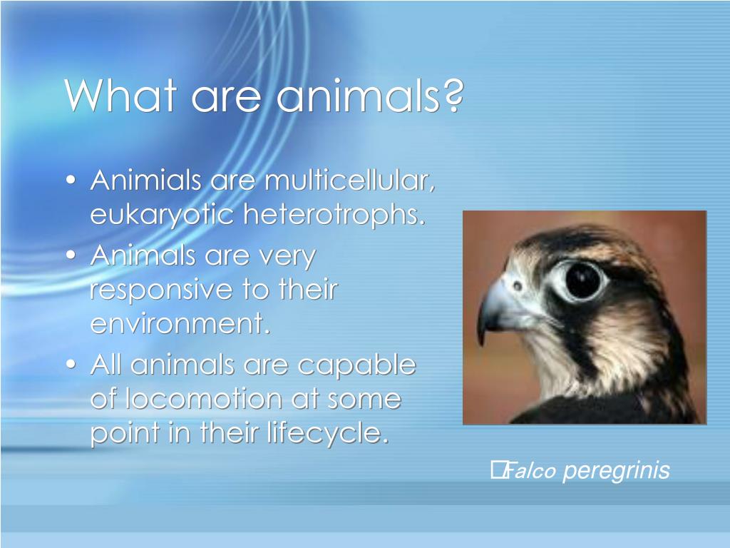 PPT - The Kingdom Animalia PowerPoint Presentation, free download - ID ...