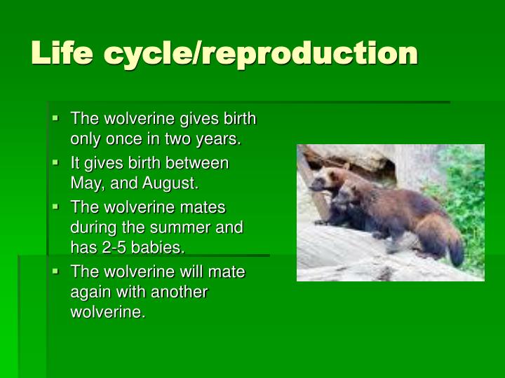 PPT - The amazing wolverine PowerPoint Presentation - ID:3576857