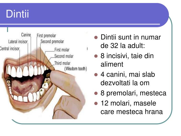 PPT - Anatomia sistemului digestiv PowerPoint Presentation - ID:3576941