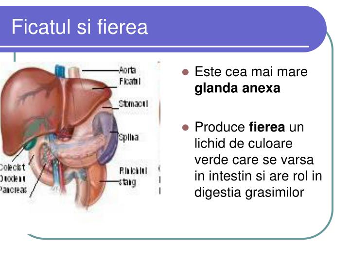 PPT - Anatomia sistemului digestiv PowerPoint Presentation - ID:3576941