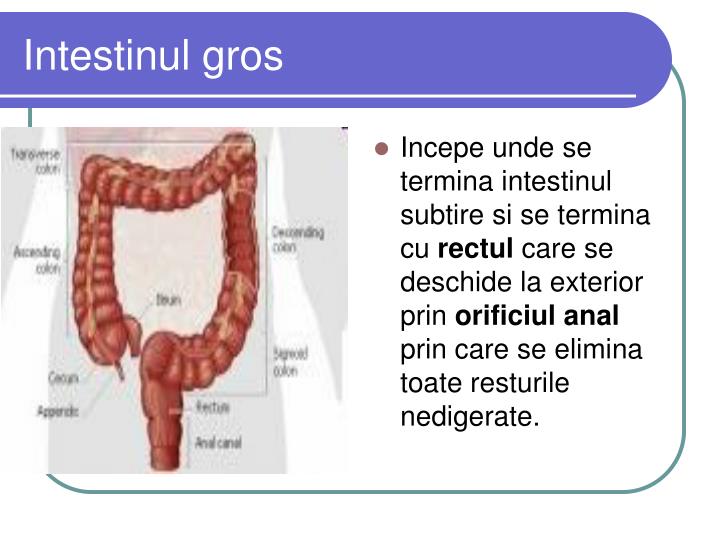 PPT - Anatomia sistemului digestiv PowerPoint Presentation - ID:3576941