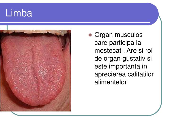 PPT - Anatomia sistemului digestiv PowerPoint Presentation - ID:3576941