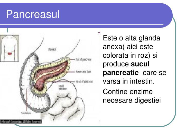 PPT - Anatomia sistemului digestiv PowerPoint Presentation - ID:3576941