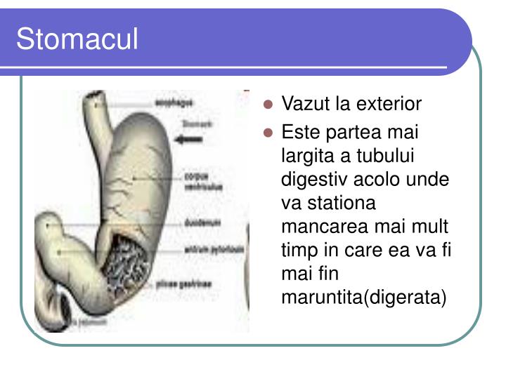 PPT - Anatomia sistemului digestiv PowerPoint Presentation - ID:3576941