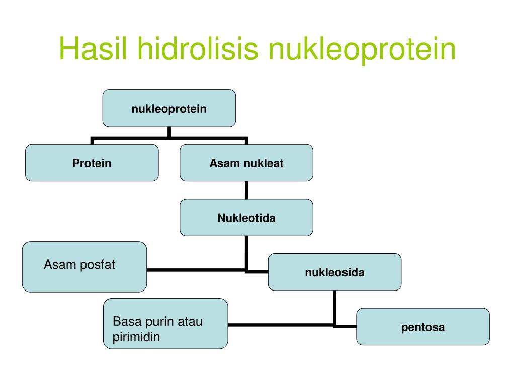 PPT - ASAM NUKLEAT Sistiana Windyariani, Bio.UMMI 2009 PowerPoint ...