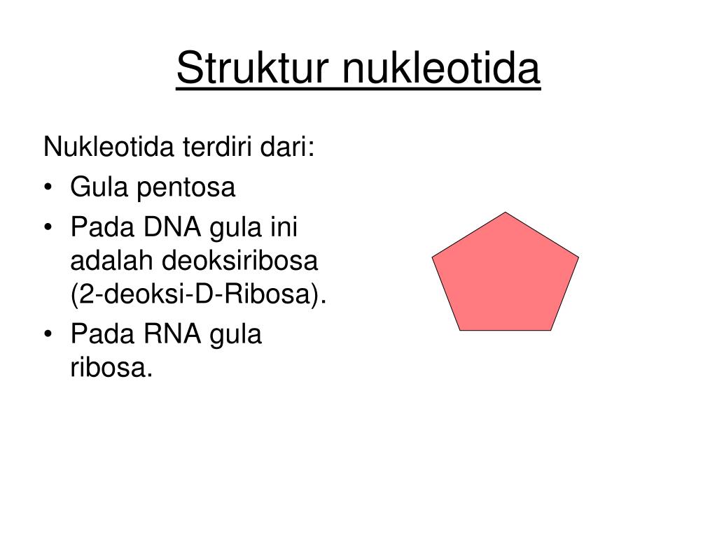 PPT - ASAM NUKLEAT Sistiana Windyariani, Bio.UMMI 2009 PowerPoint ...
