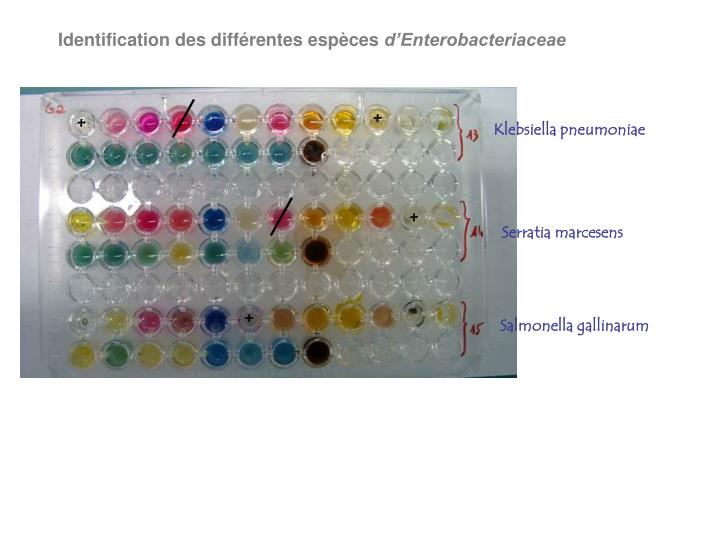 PPT - Identification d’entérobactérie sur microgalerie PowerPoint ...