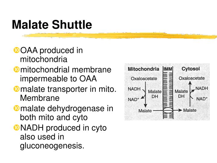 PPT - Gluconeogenesis PowerPoint Presentation - ID:3578011