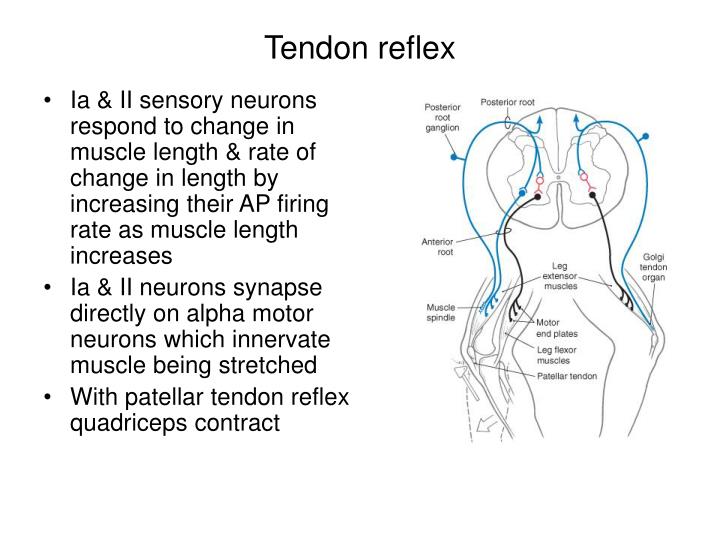 PPT - NS30 PowerPoint Presentation - ID:3578034