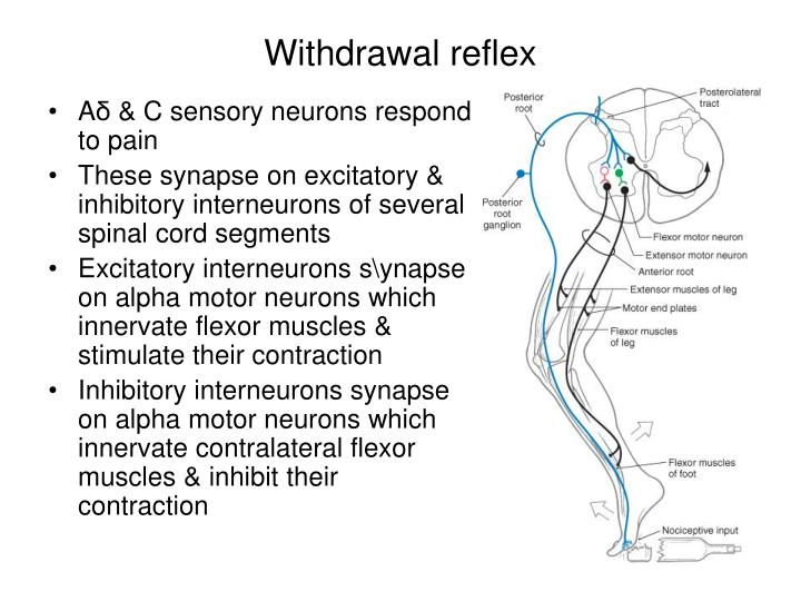 PPT - NS30 PowerPoint Presentation - ID:3578034