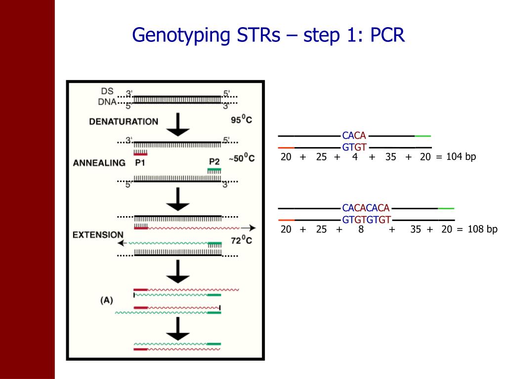 PPT - Genotyping and Genetic Maps for Linkage Studies: Methods and ...