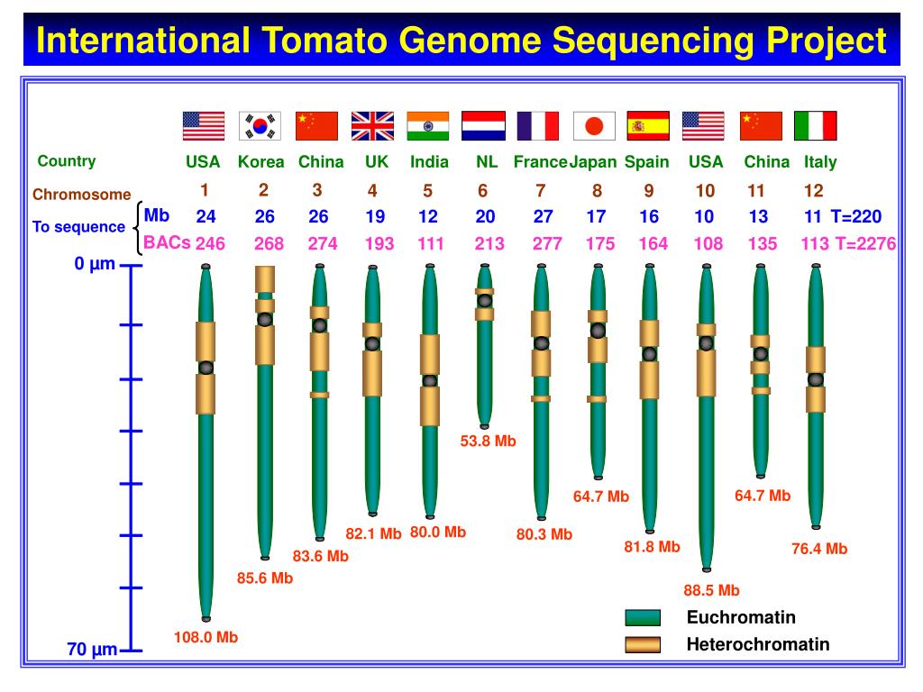 PPT - Tomato Genome Sequencing: Indian Contribution on Chromosome 5 ...