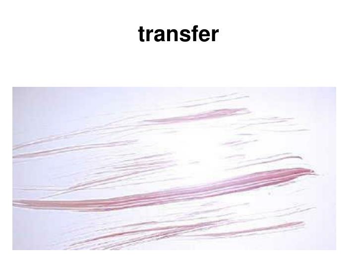 PPT - Blood Spatter Analysis PowerPoint Presentation - ID:3579746