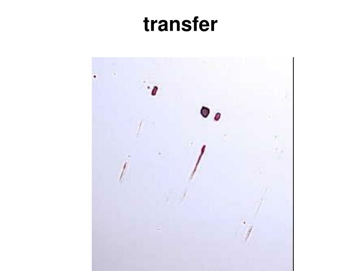 PPT - Blood Spatter Analysis PowerPoint Presentation - ID:3579746