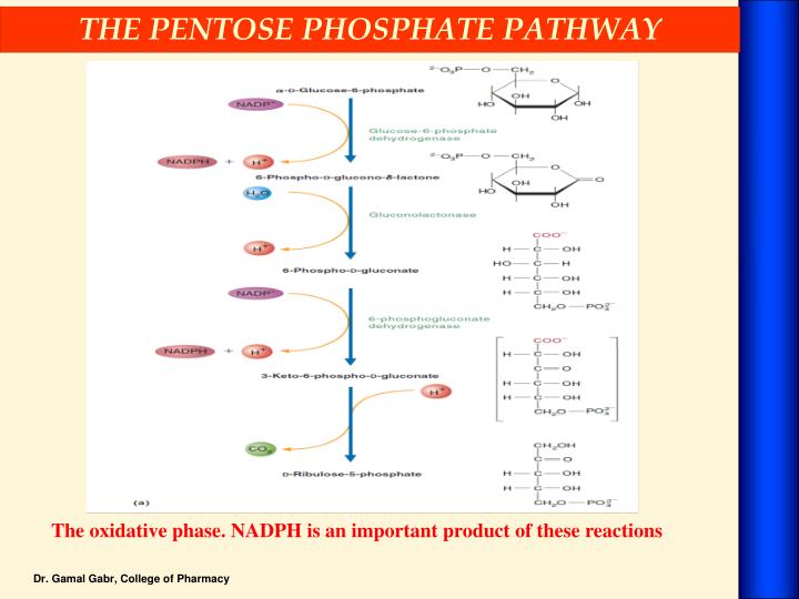 PPT - THE PENTOSE PHOSPHATE PATHWAY PowerPoint Presentation - ID:3580085