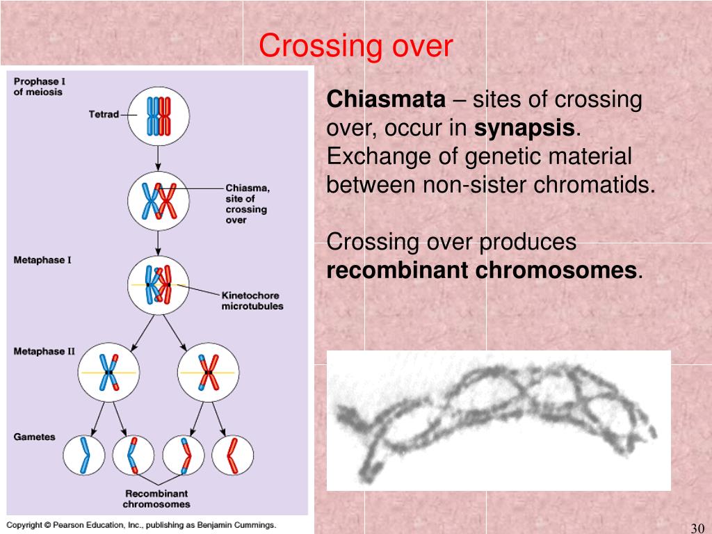 Ppt Meiosis And Genetic Variation Powerpoint Presentation Free