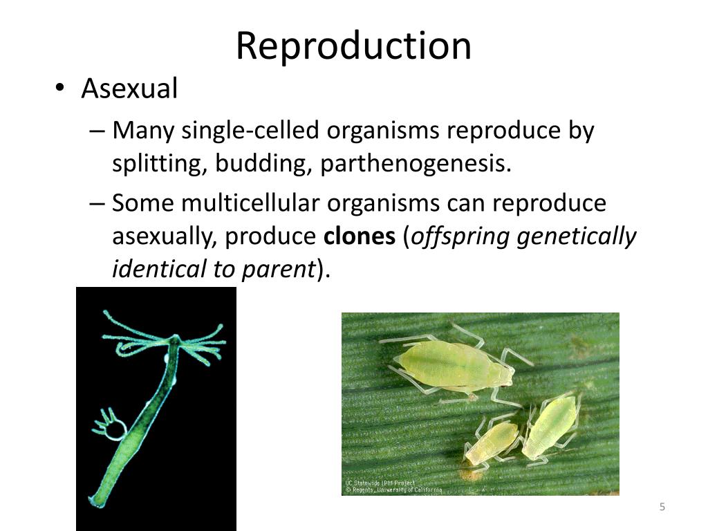 Ppt Meiosis And Genetic Variation Powerpoint Presentation Free