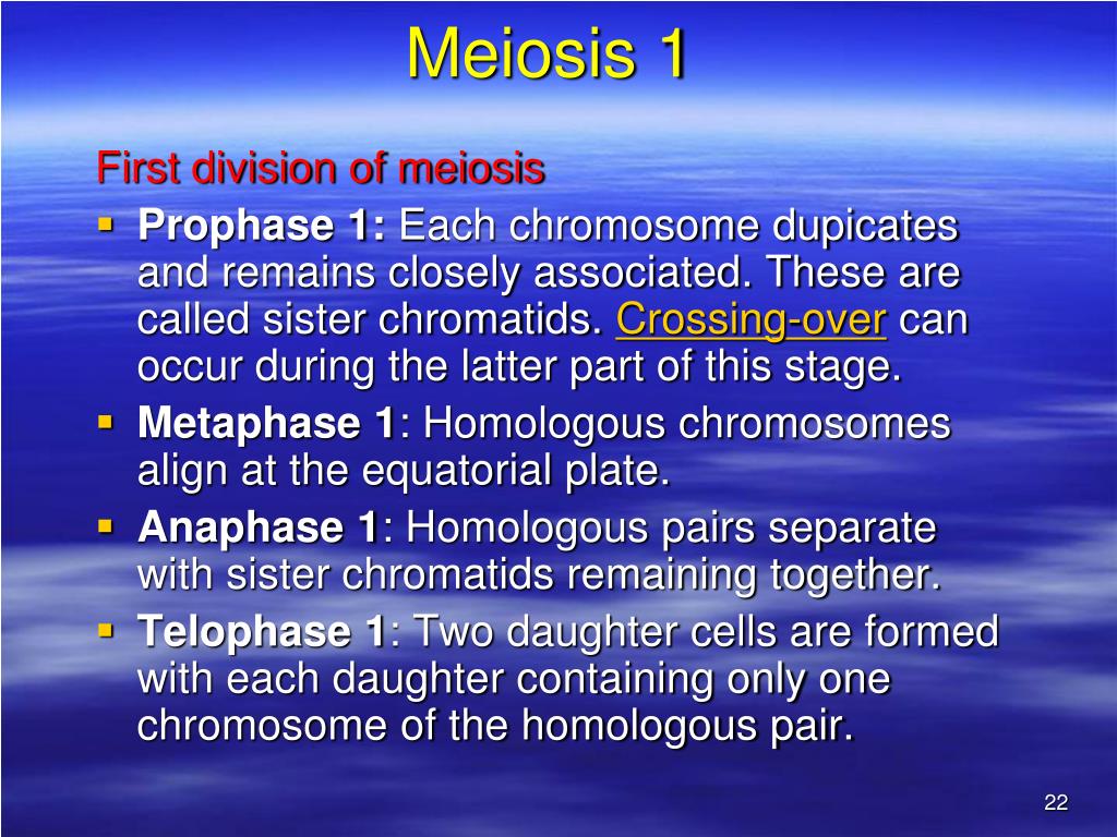 Ppt Meiosis And Genetic Variation Powerpoint Presentation Free