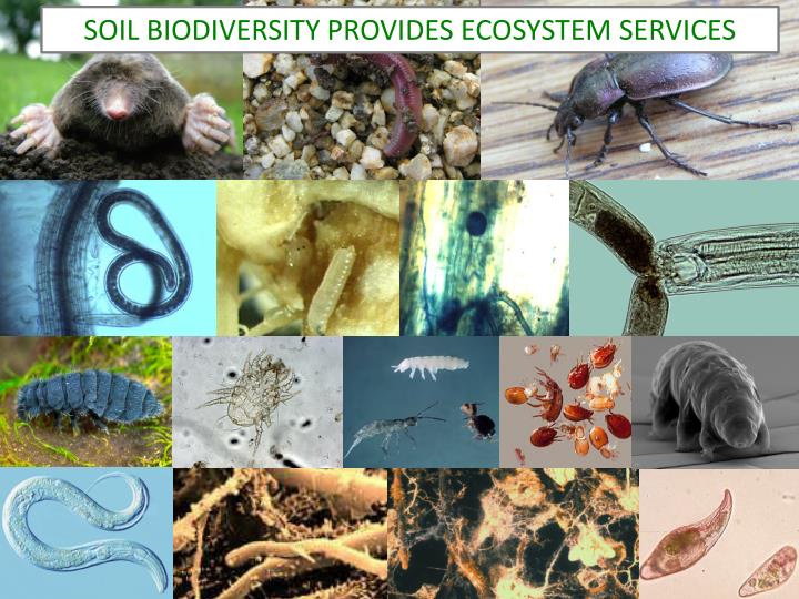 PPT - SOIL BIODIVERSITY PROVIDES ECOSYSTEM SERVICES PowerPoint ...