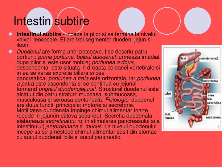 PPT - APARATUL DIGESTIV PowerPoint Presentation - ID:3581529