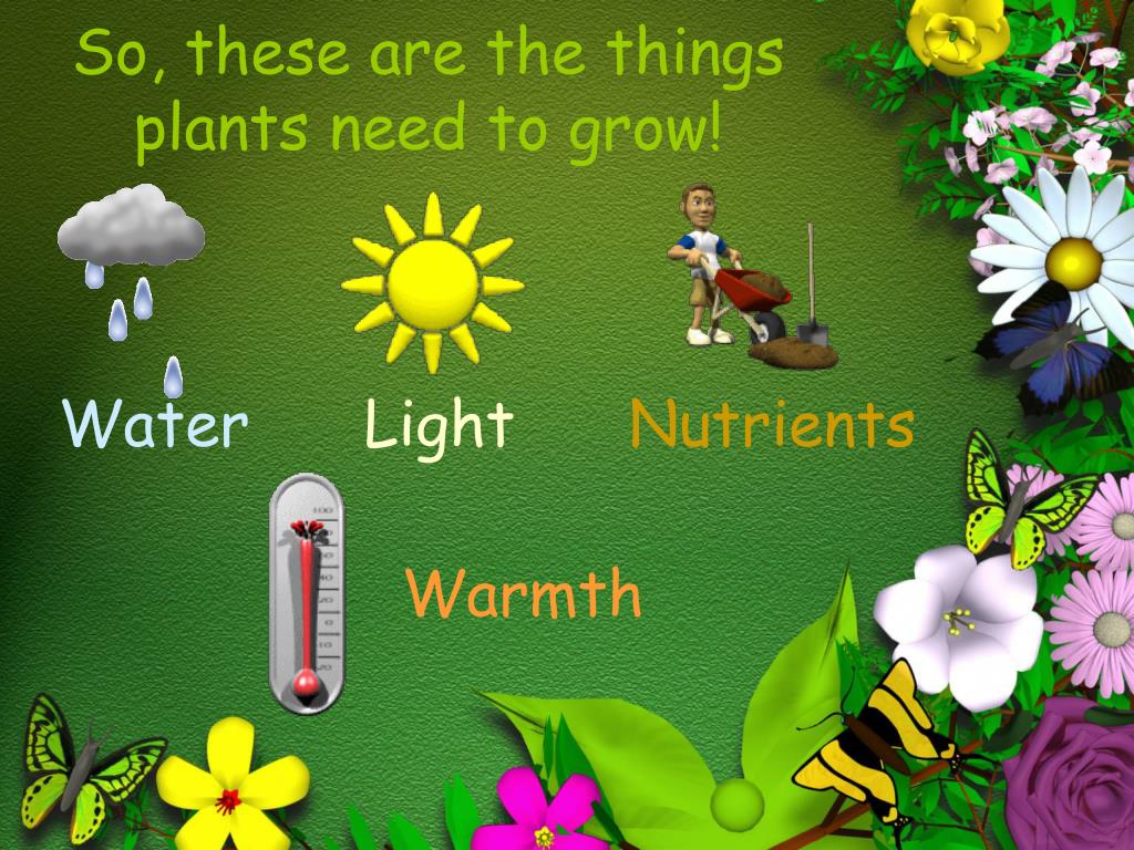 PPT What Plants Need PowerPoint Presentation Free Download ID 3582092 PPT What Plants Need PowerPoint Presentation Free Download ID 3582092