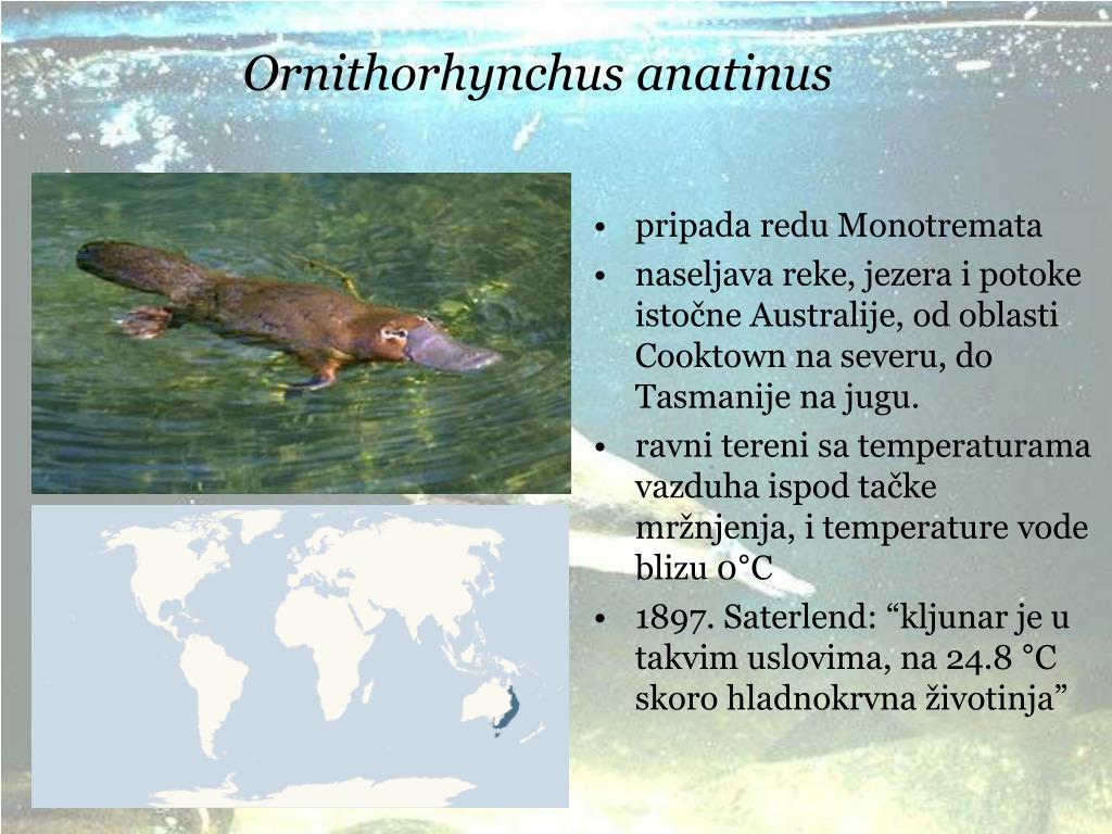 PPT - Termoregulacija kod kljunara Ornithorhynchus anatinus PowerPoint ...