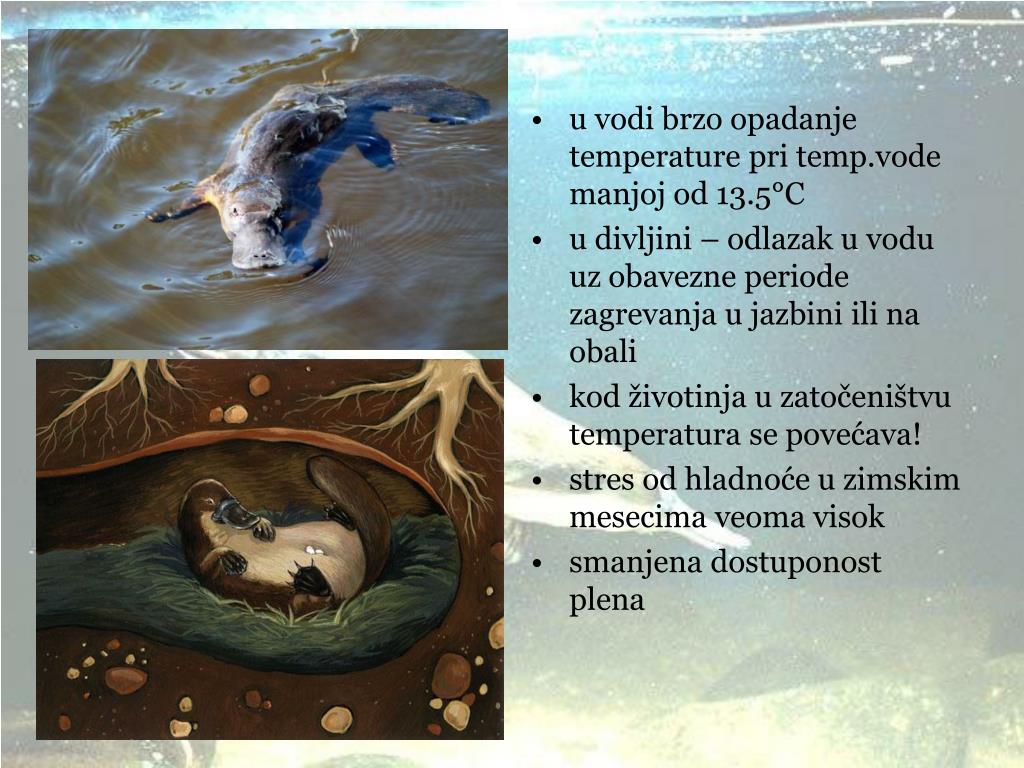 PPT - Termoregulacija kod kljunara Ornithorhynchus anatinus PowerPoint ...