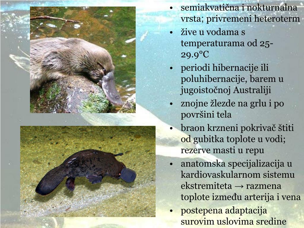 PPT - Termoregulacija kod kljunara Ornithorhynchus anatinus PowerPoint ...
