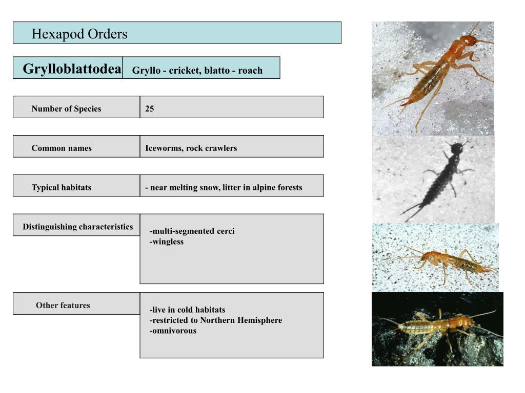 PPT - DERMAPTERA (earwigs) GRYLLOBLATTODEA (iceworms, rock crawlers) MANTOPHASMATODEA PowerPoint ...