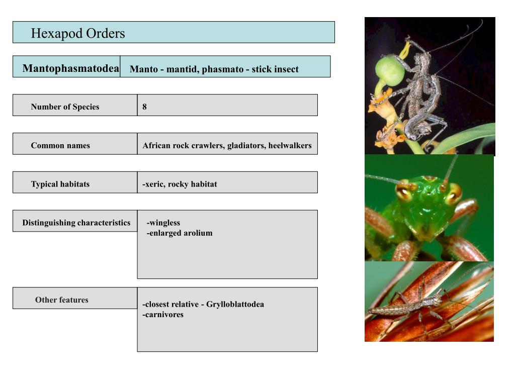 PPT - DERMAPTERA (earwigs) GRYLLOBLATTODEA (iceworms, rock crawlers ...