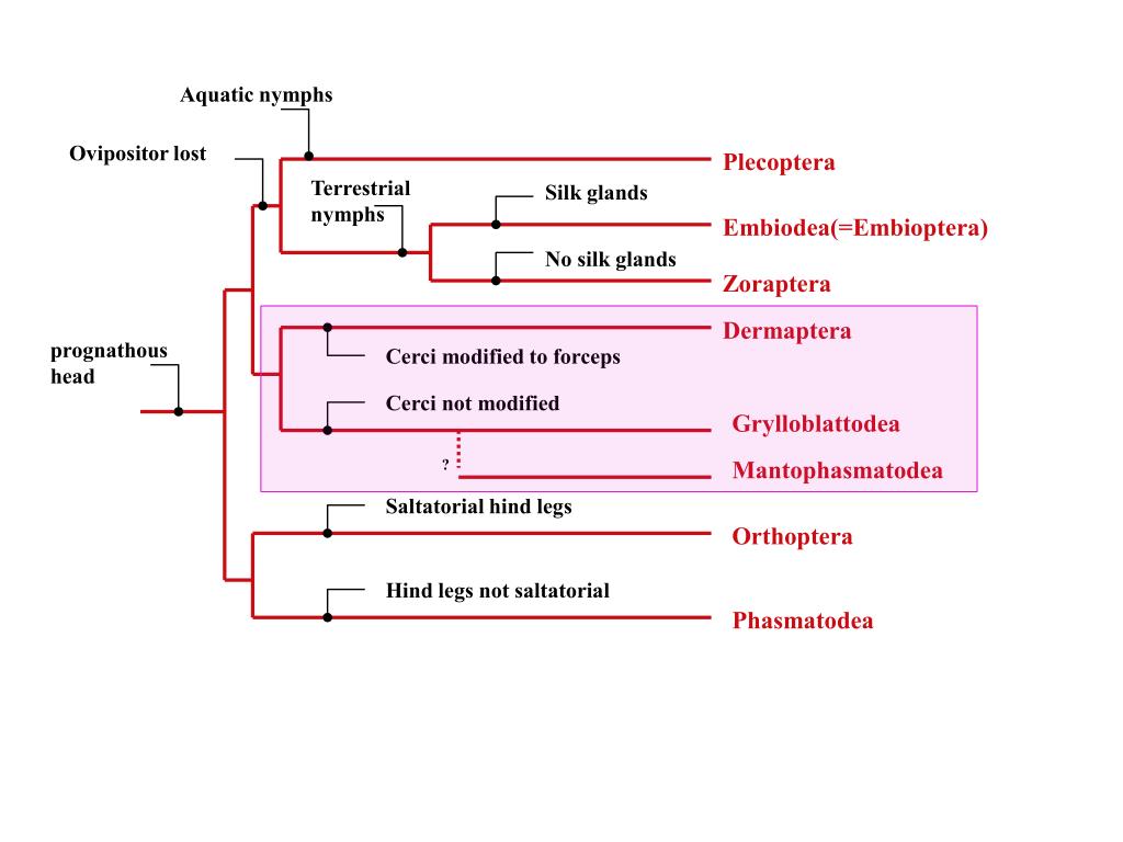 PPT - DERMAPTERA (earwigs) GRYLLOBLATTODEA (iceworms, rock crawlers ...
