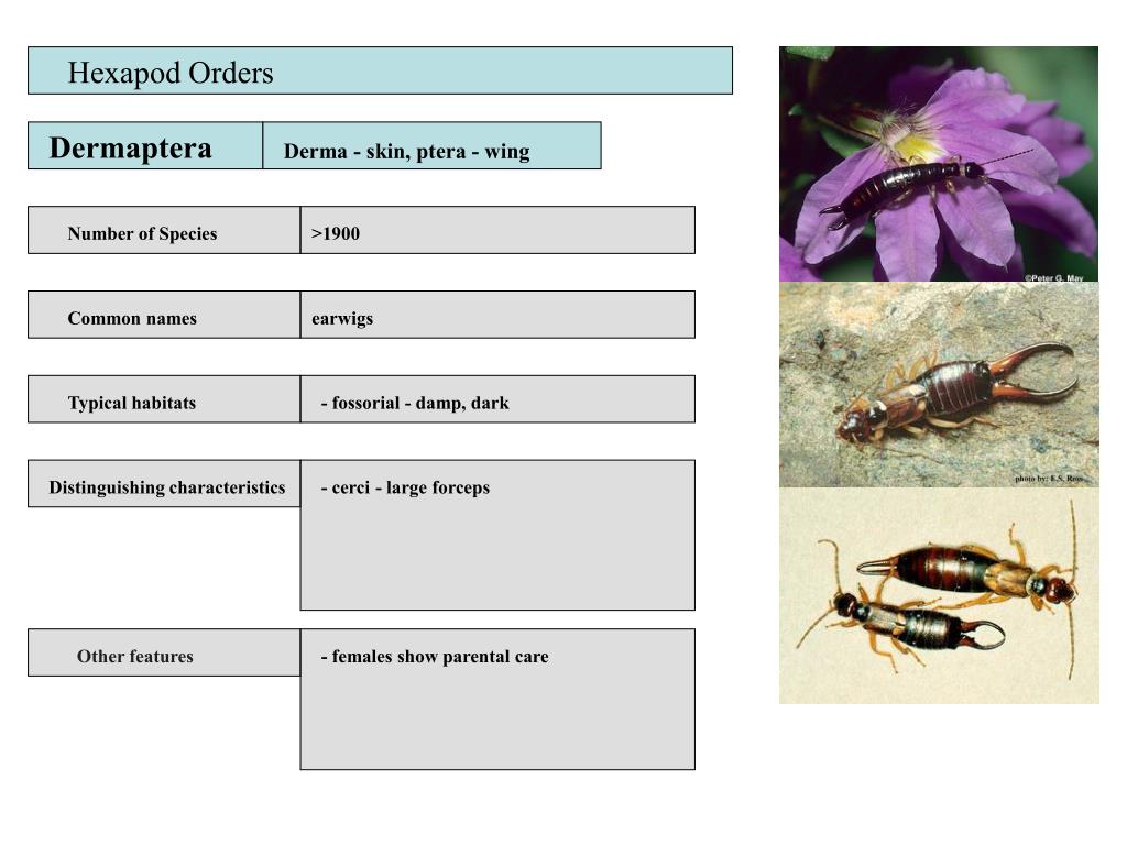 PPT - DERMAPTERA (earwigs) GRYLLOBLATTODEA (iceworms, rock crawlers ...