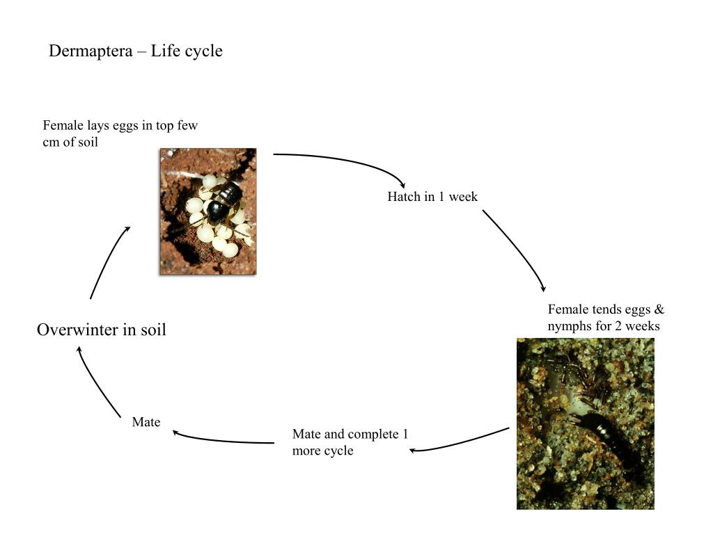 PPT - DERMAPTERA (earwigs) GRYLLOBLATTODEA (iceworms, rock crawlers ...