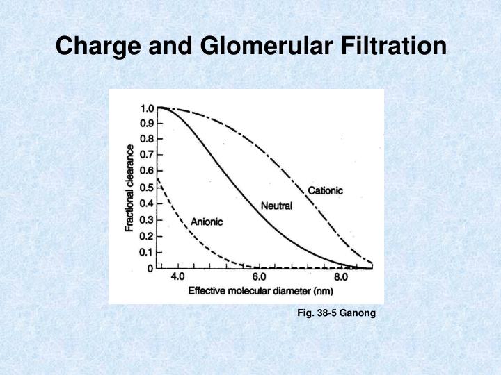 PPT - Fig. 38-5 Ganong PowerPoint Presentation, free download - ID:3583113